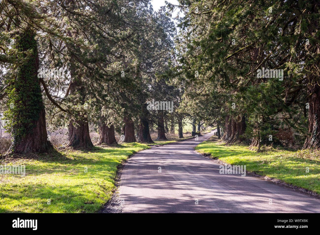 A country lane runs through an avenue of trees at Pythouse near Semley ...