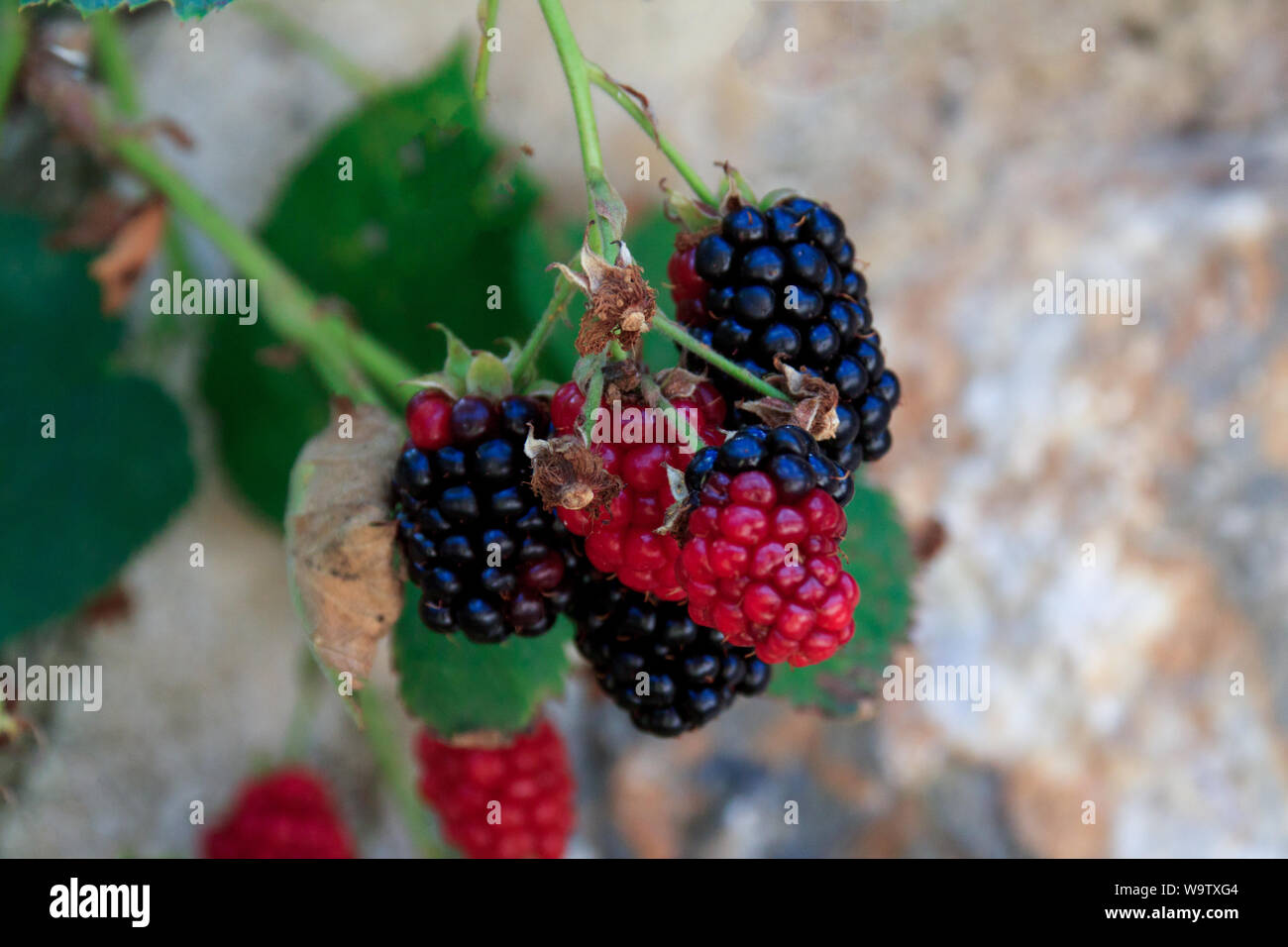 Ripe blackberries on branch hi-res stock photography and images - Alamy