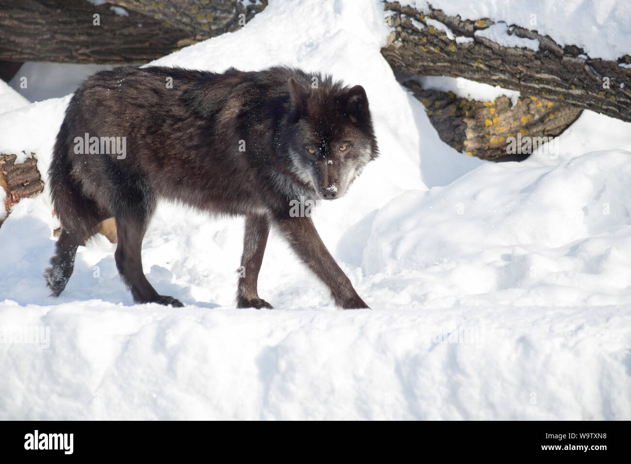 Black canadian wolf is looking at the camera. Canis lupus pambasileus ...