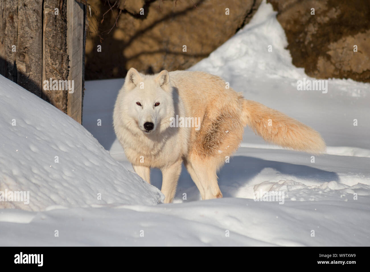Wild alaskan tundra wolf is standing on a white snow. Canis lupus ...