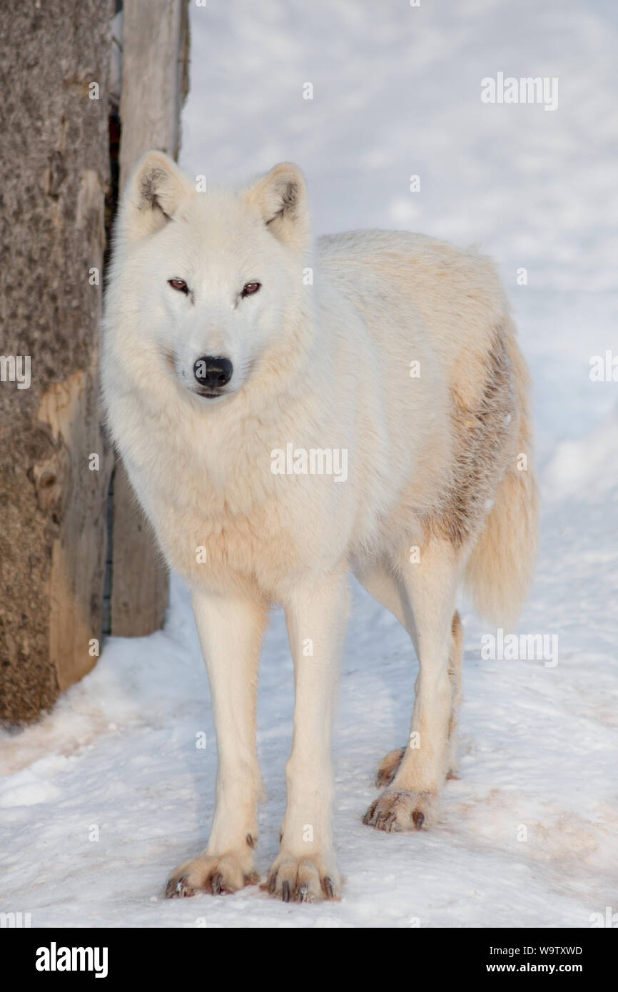 Wild alaskan tundra wolf is looking at the camera. Canis lupus arctos ...