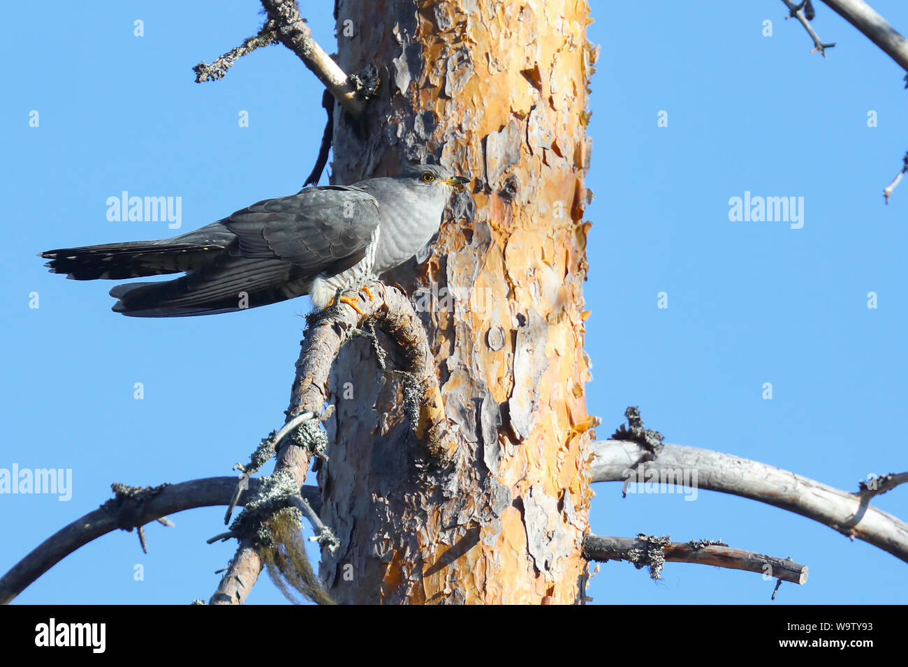 cuckoo in the tree Stock Photo - Alamy