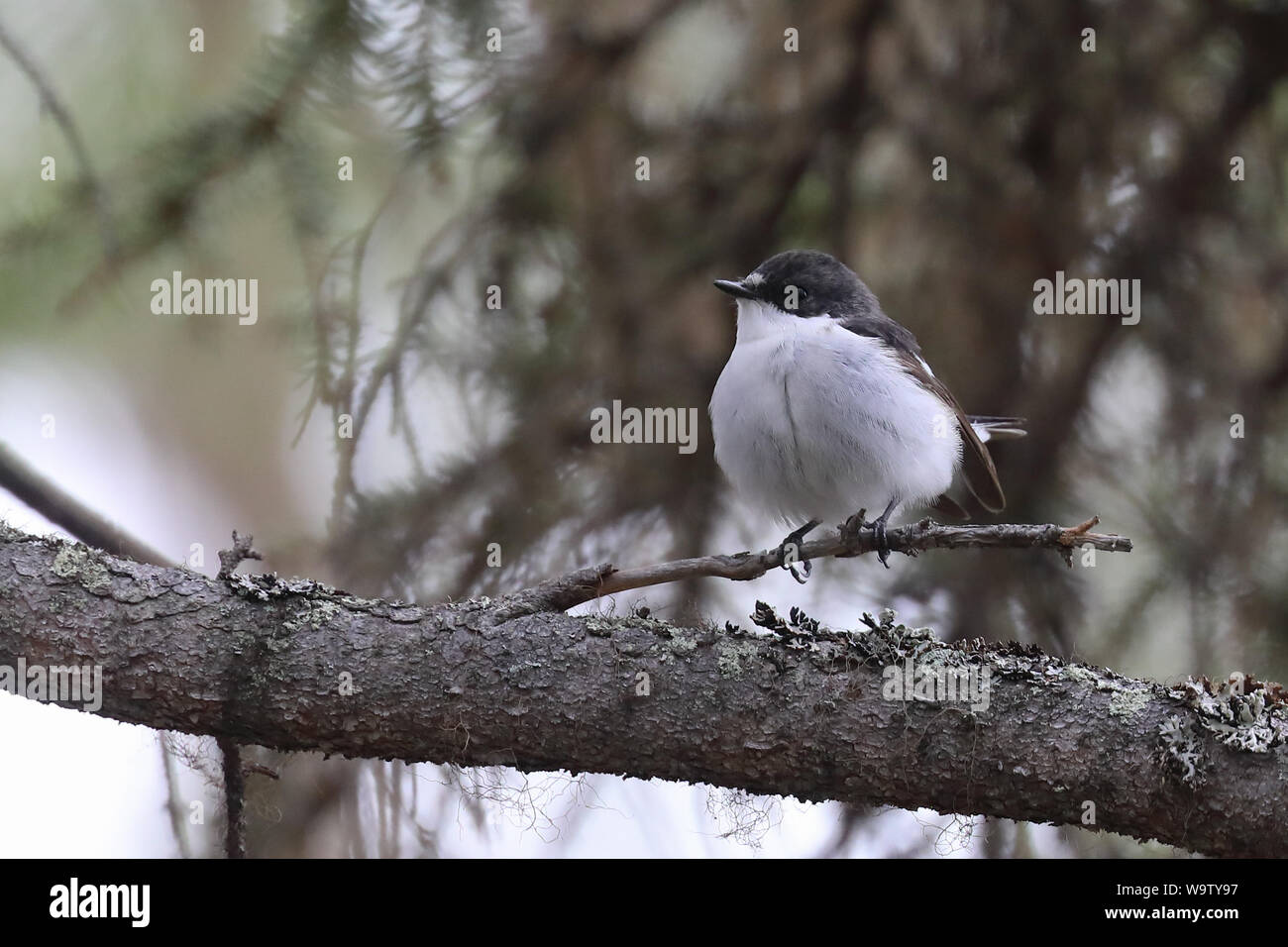European pied flycatcher Stock Photo - Alamy