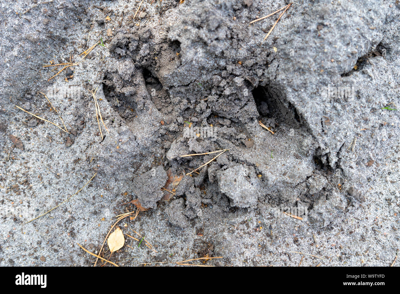 Boar Footprint Stock Photos & Boar Footprint Stock Images - Alamy