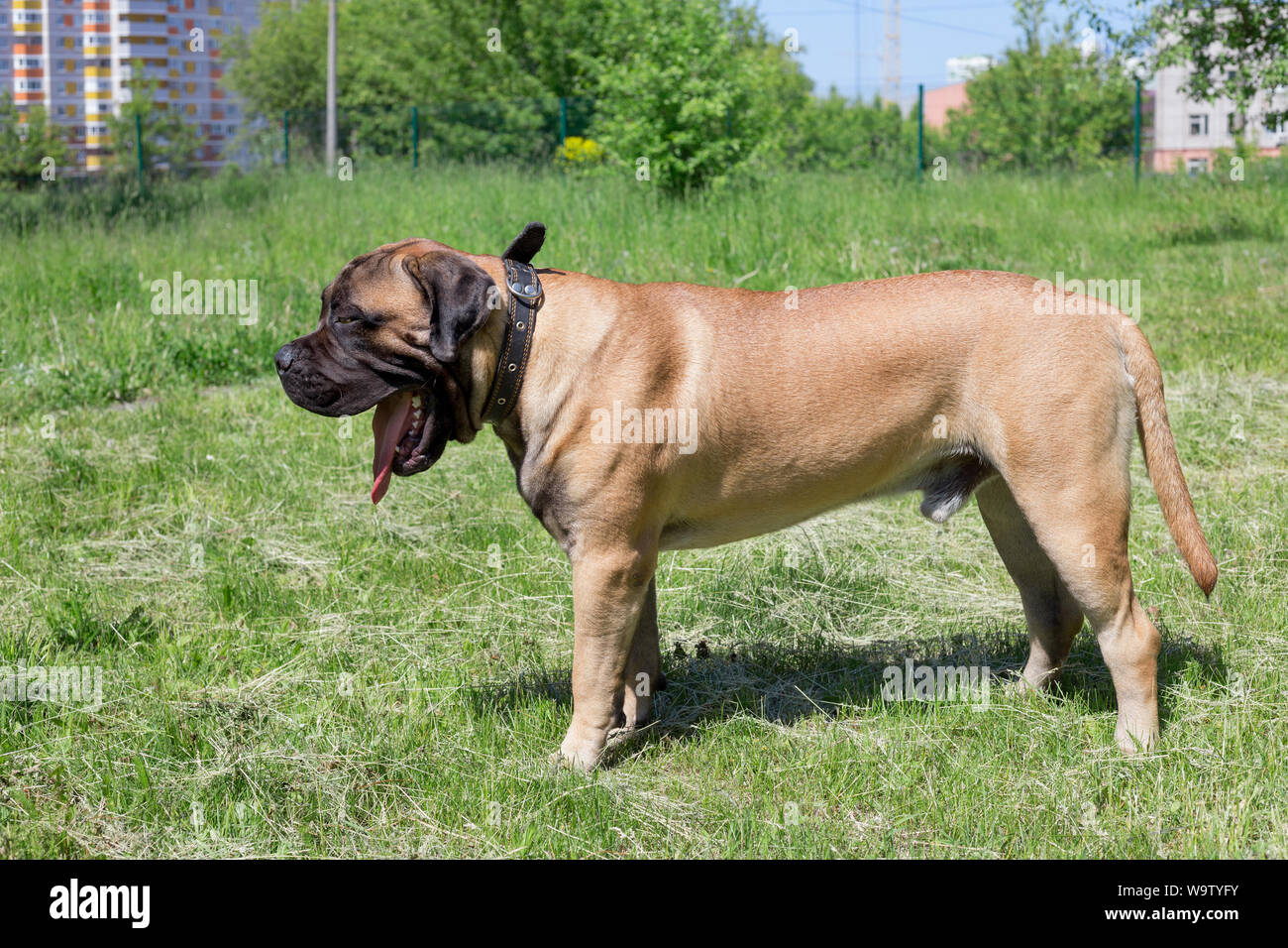 Cute bullmastiff puppy is yawning on a green grass. Pet animals ...