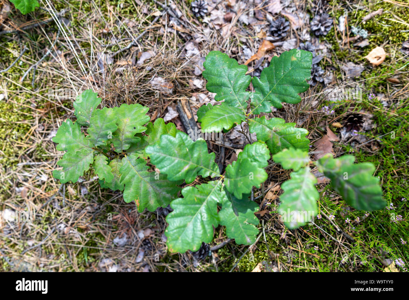 Small oak tree seedling. Young trees growing in the forest undergrowth ...