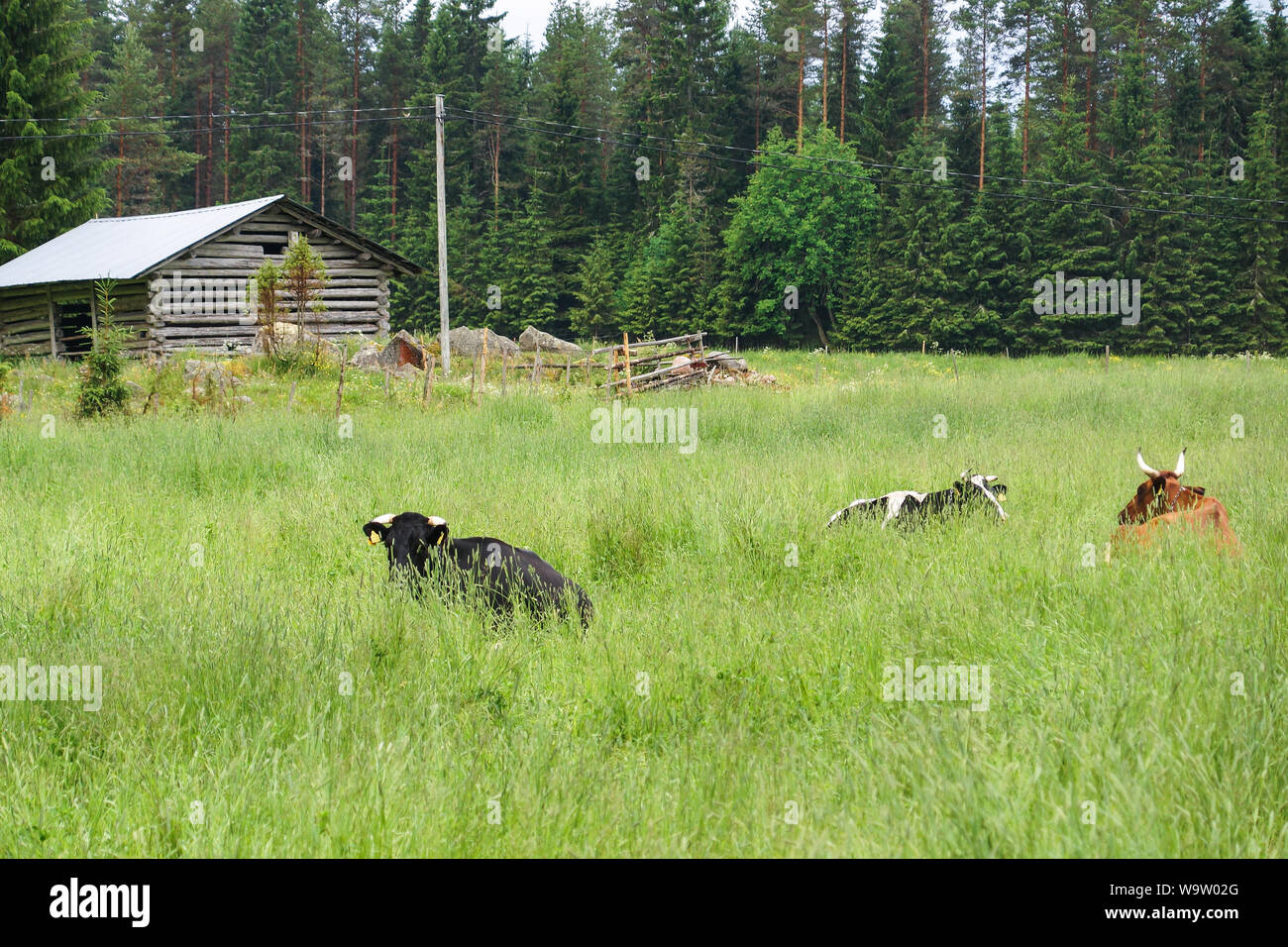 Finland summer cows hi-res stock photography and images - Alamy