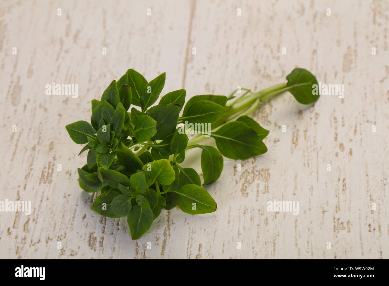 Green Basil leaves - aroma herbs Stock Photo - Alamy