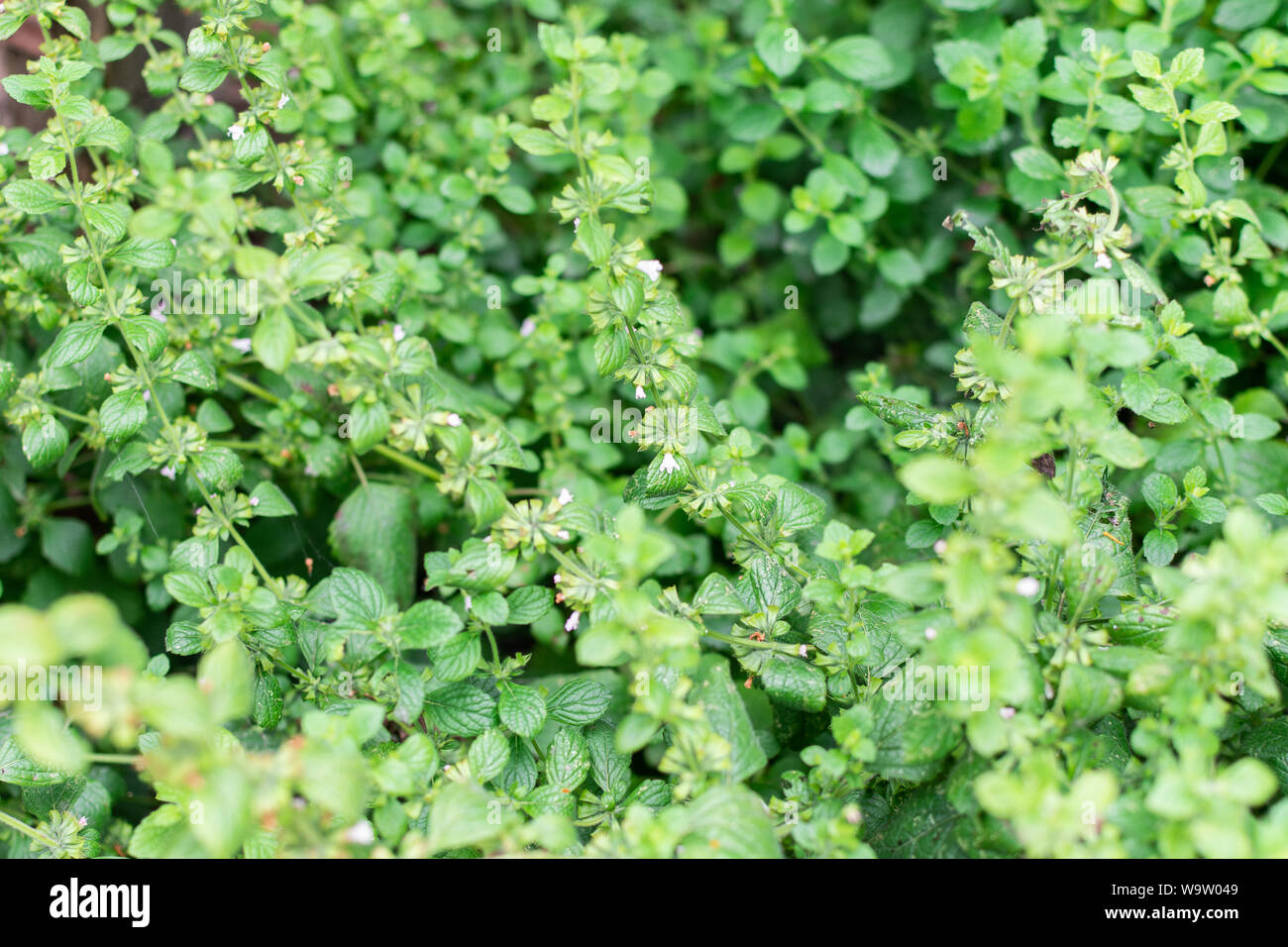 Lemon balm or Mentha, balm mint bush with flowers, aromatic perennial ...