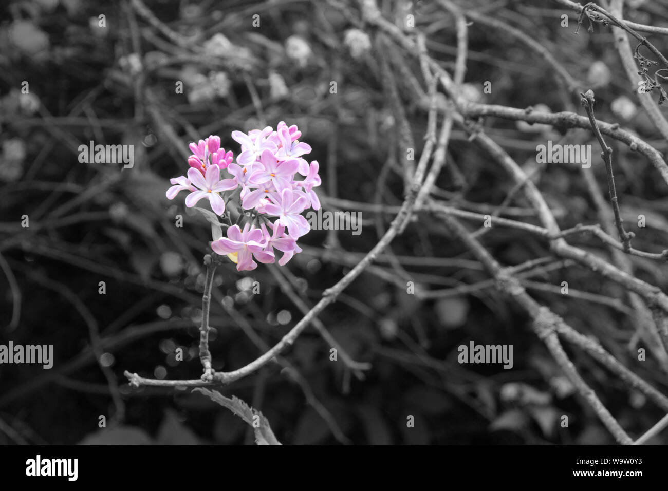 Vector flowers border frame card background hi-res stock photography ...