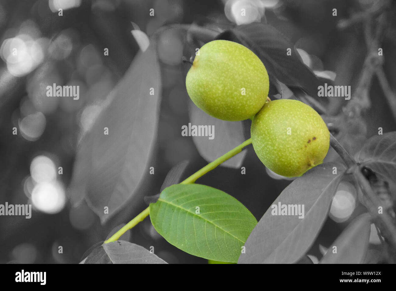 The Selective color, green walnuts Stock Photo - Alamy