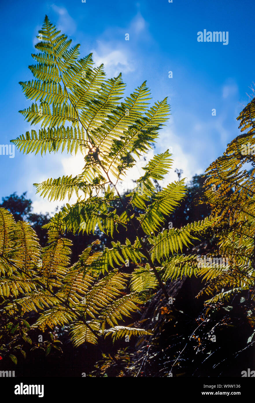 Primary fern hi-res stock photography and images - Alamy