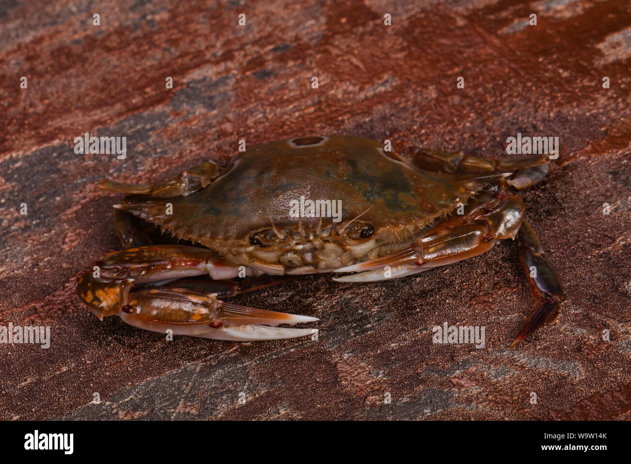 Natural Raw crab - ready for cooking Stock Photo - Alamy
