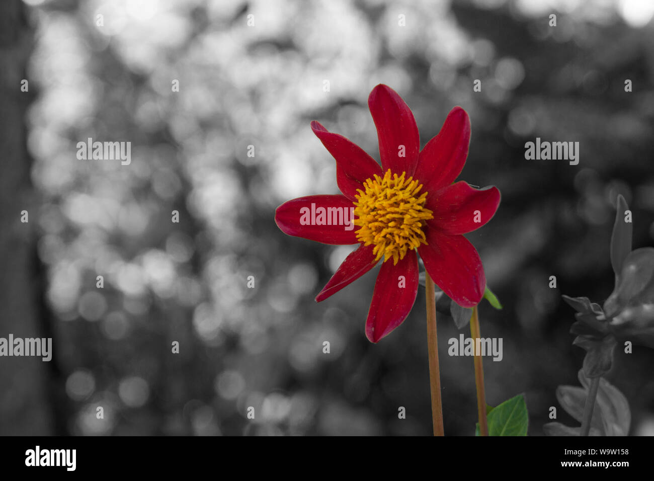 The Selective color - bicolor flower Stock Photo - Alamy