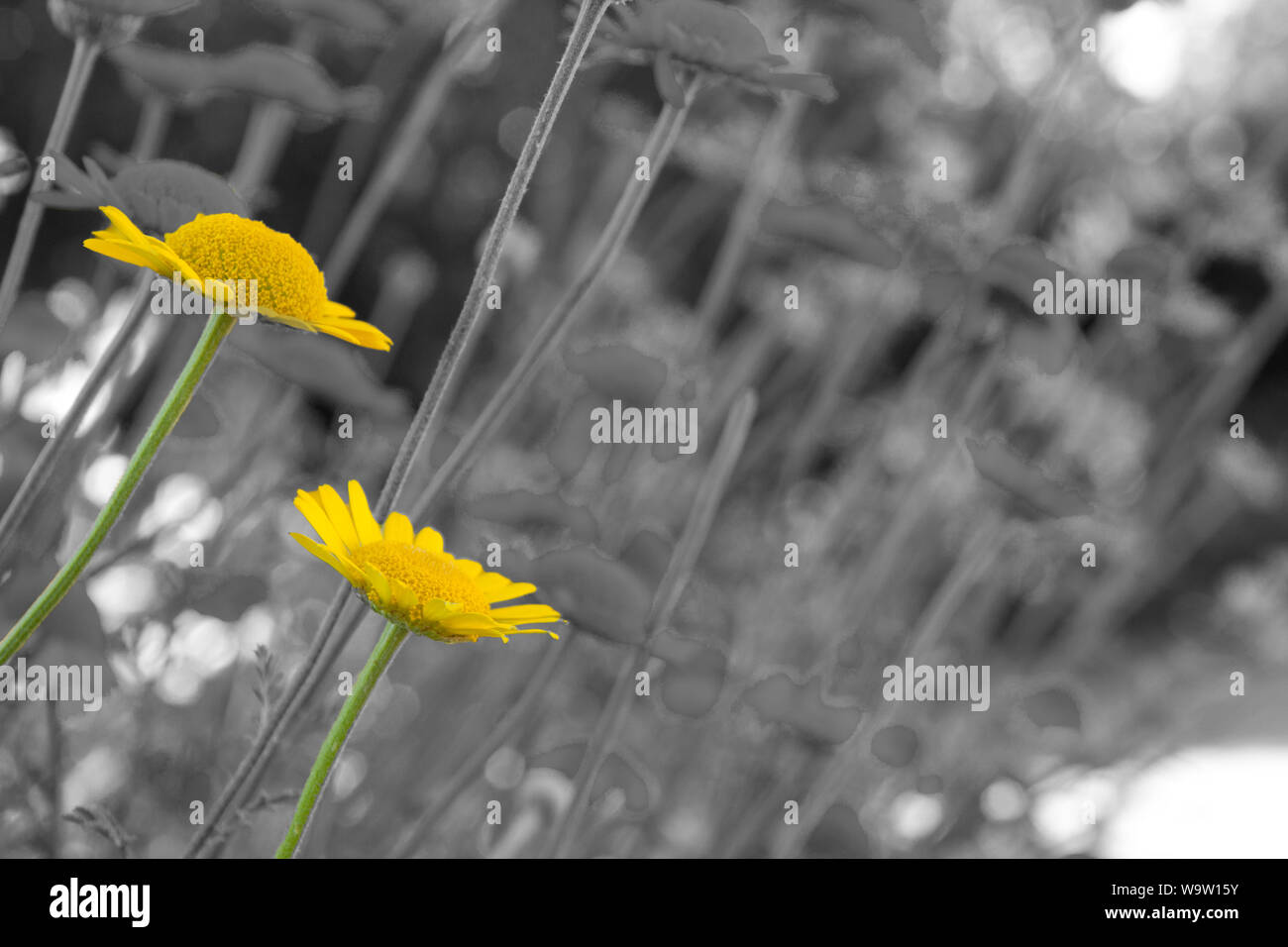 The Selective color, yellow flowers Stock Photo - Alamy