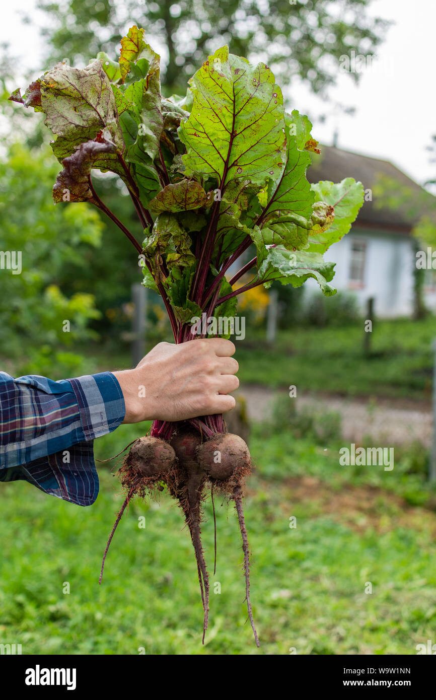 Farmer hands with a fresh organic bunch of beet, young raw vegetables ...
