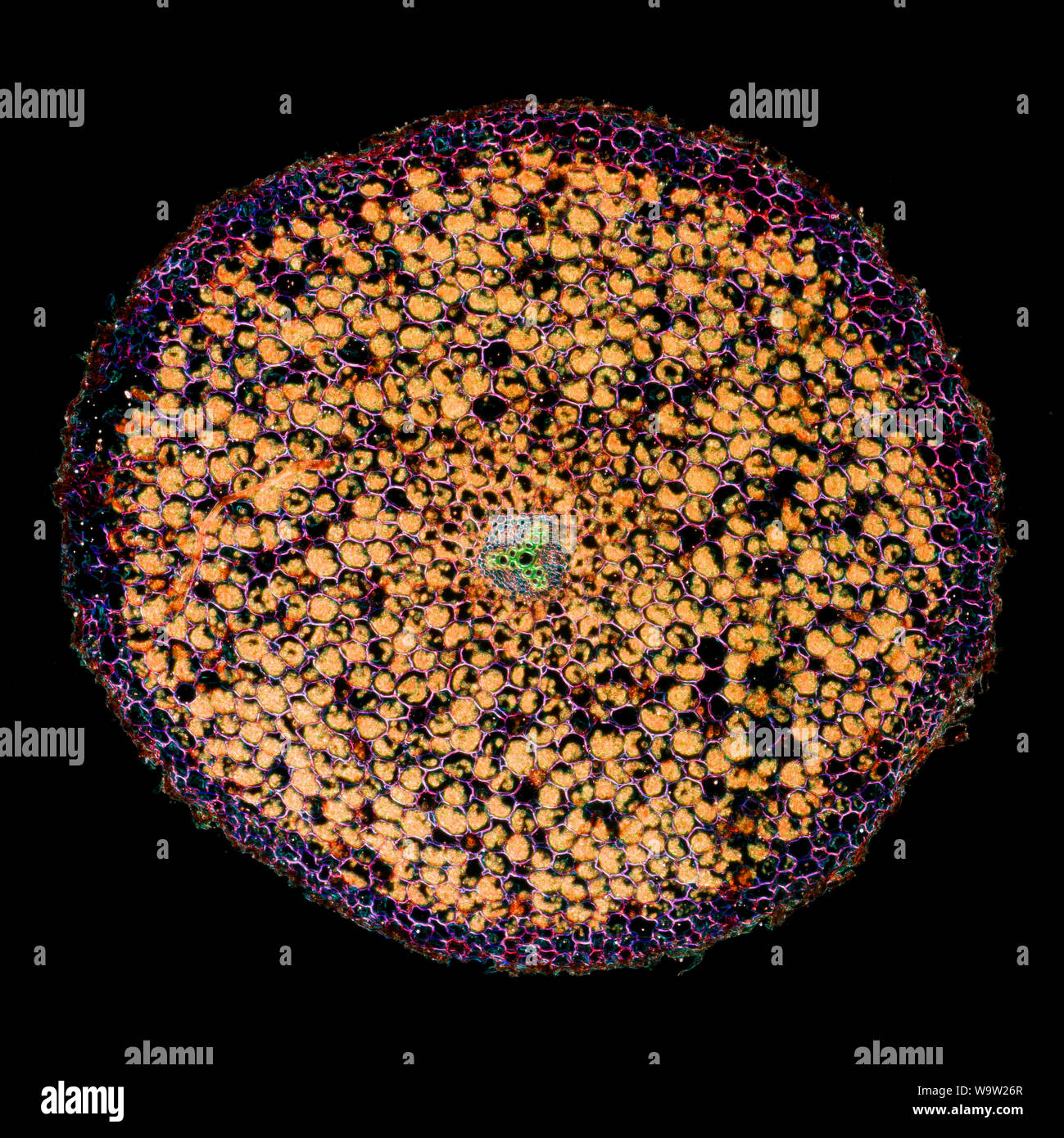 Buttercup root hi-res stock photography and images - Alamy