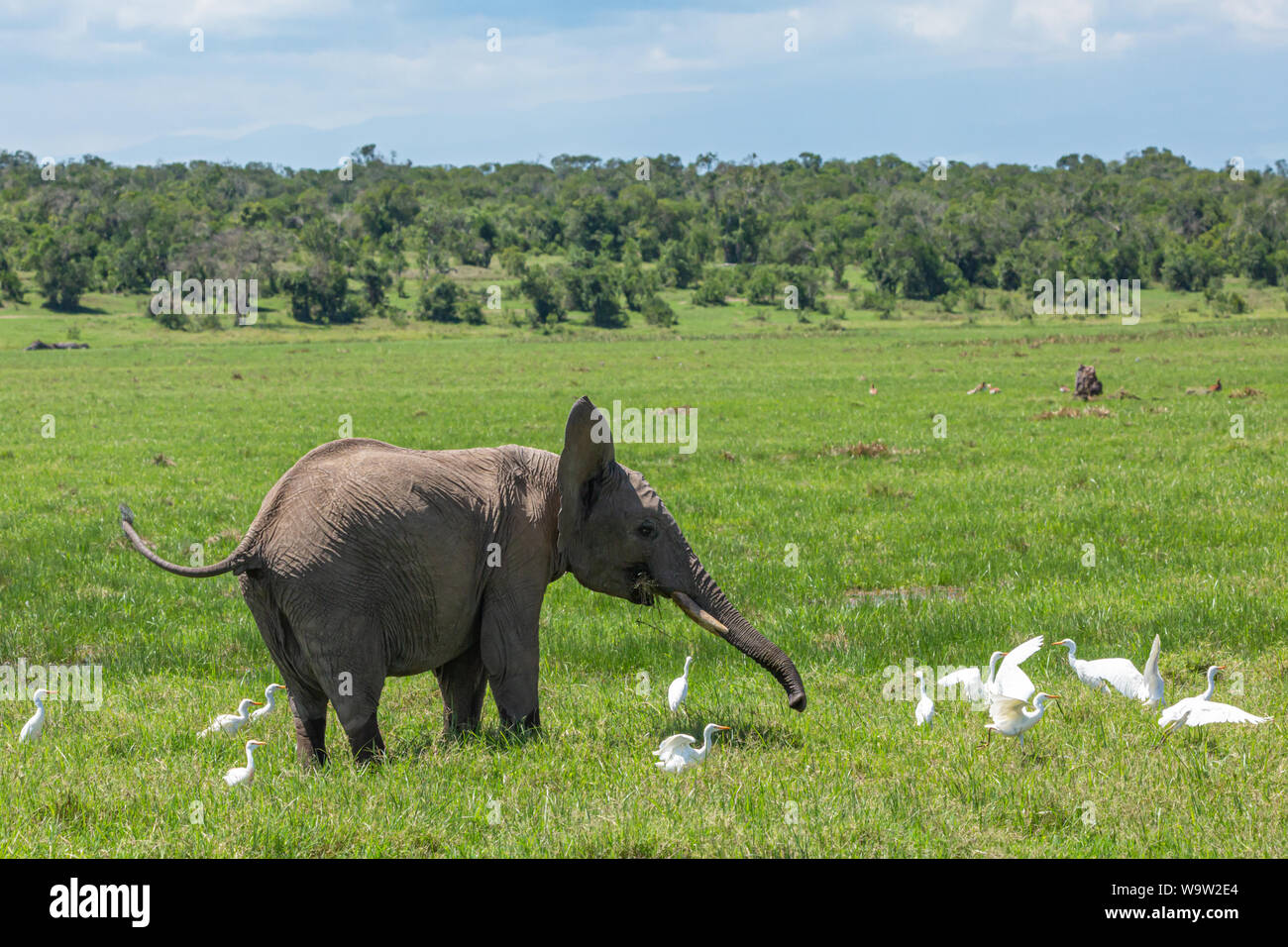 Colour wildlife portrait of Elephant calf surrounded by Cattle Egrets ...