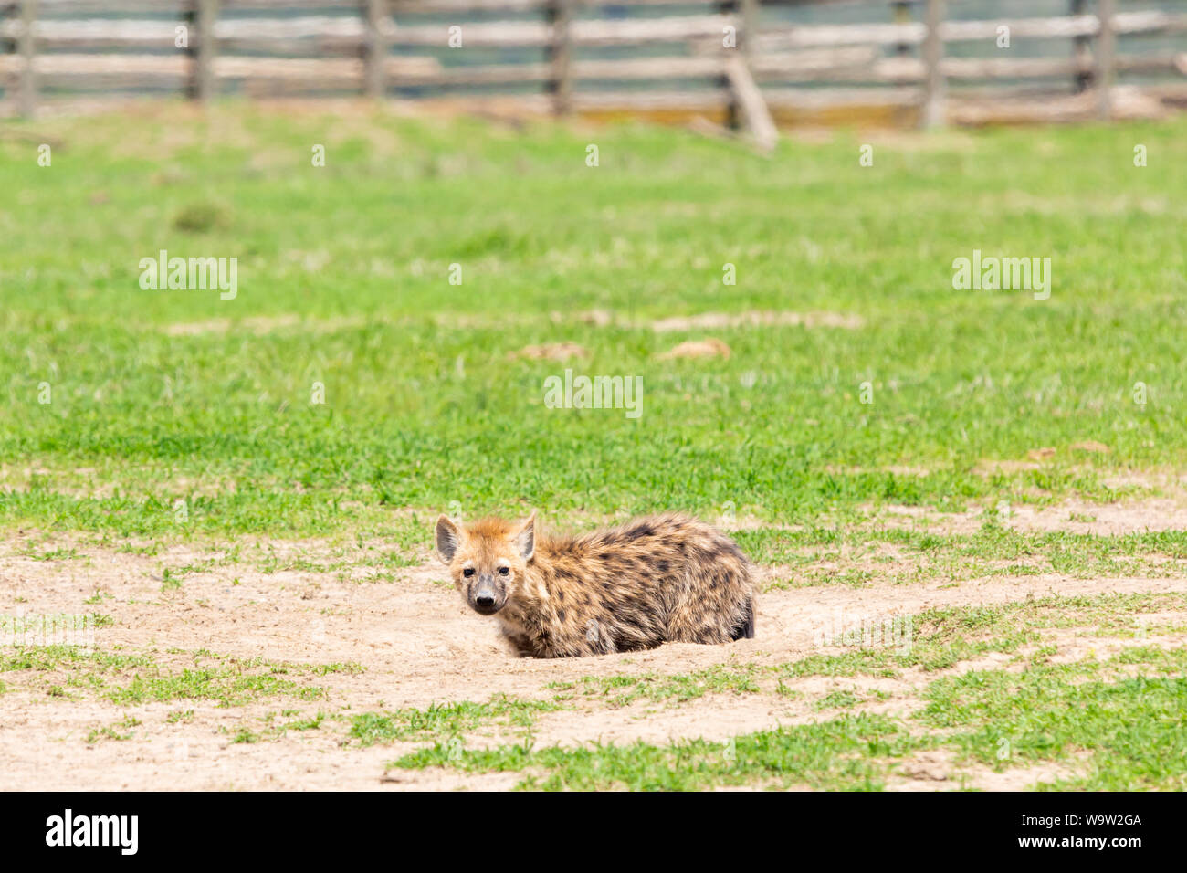 Spotted hyena sitting down in hi-res stock photography and images - Alamy