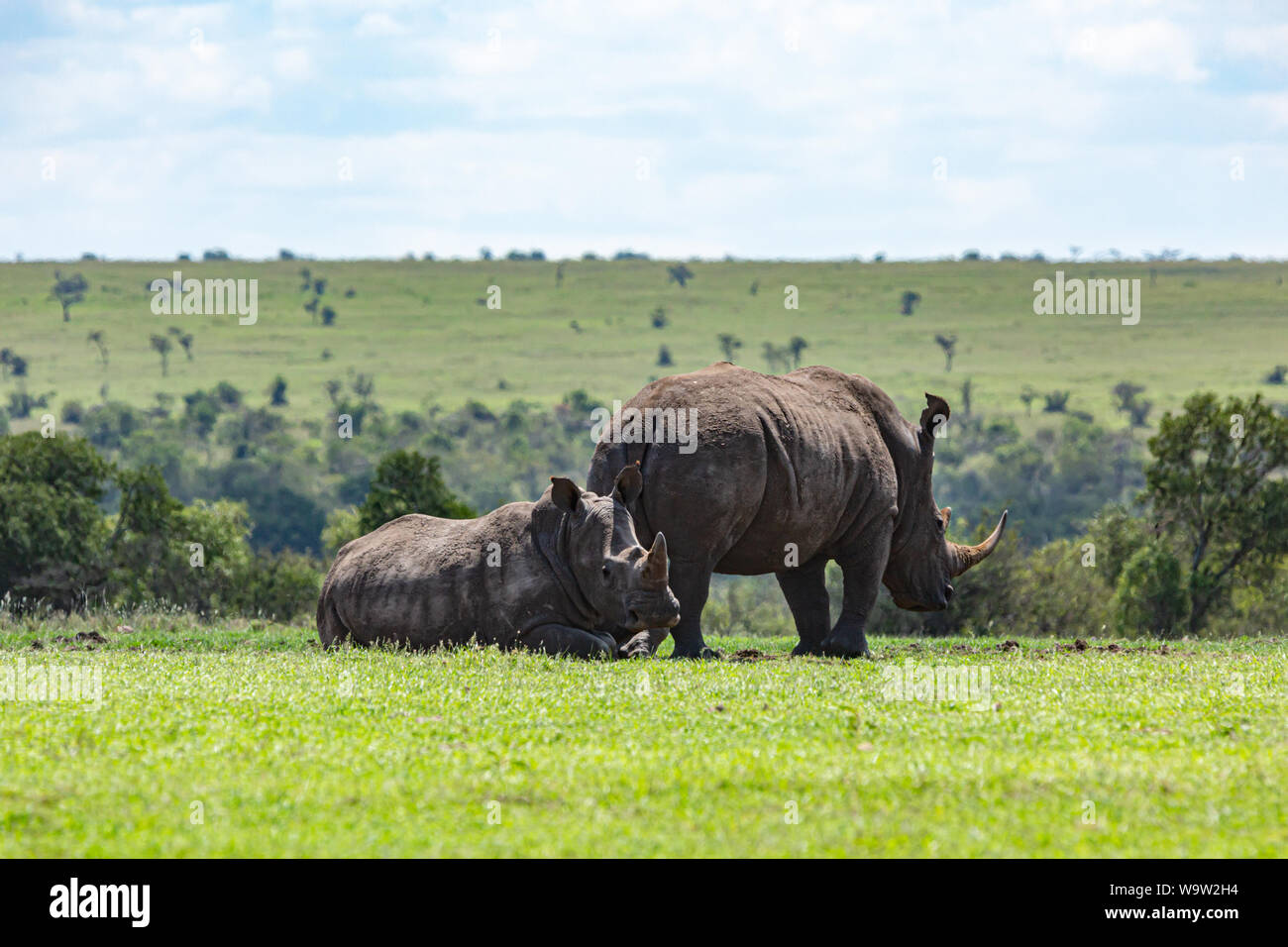 Colour photograph of female Southern White Rhinoceros with calf in ...