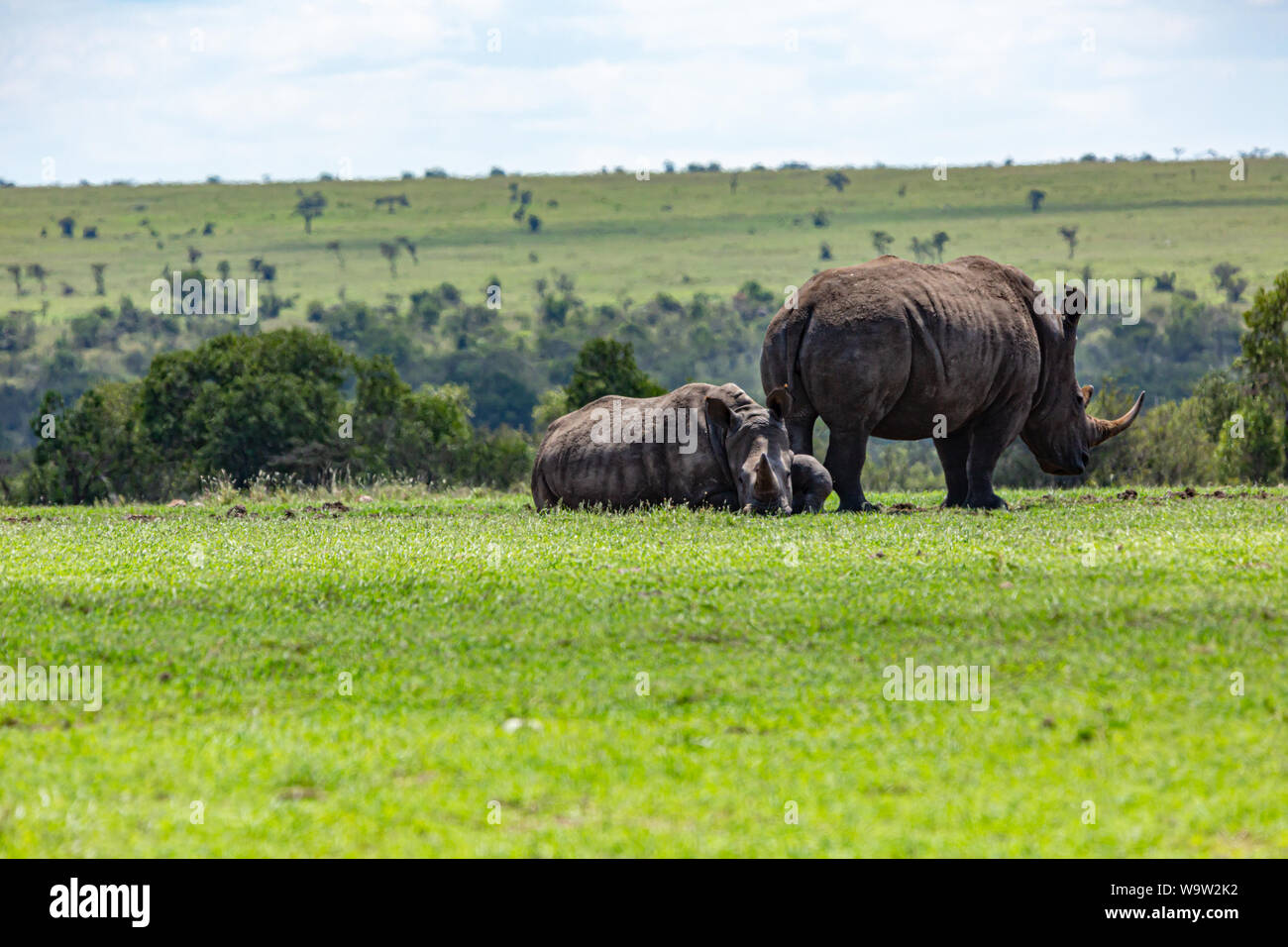 Colour photograph of female Southern White Rhinoceros with calf in ...
