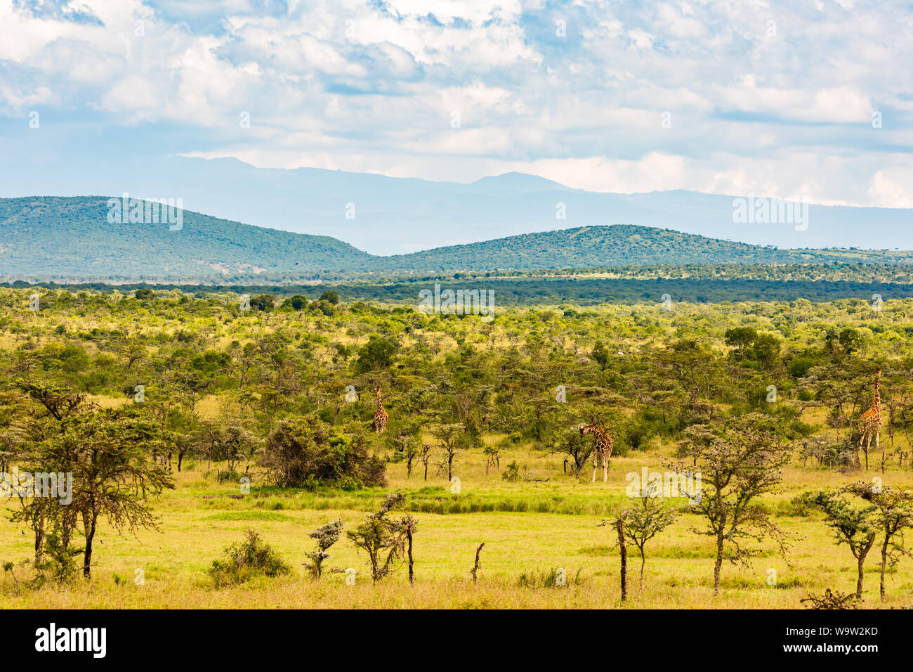 Laikipia plateau giraffe grazing hi-res stock photography and images ...