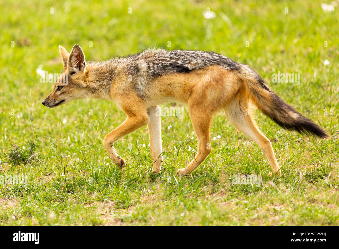 Colour wildlife portrait of single Black-backed Jackal (Canis mesomelas ...