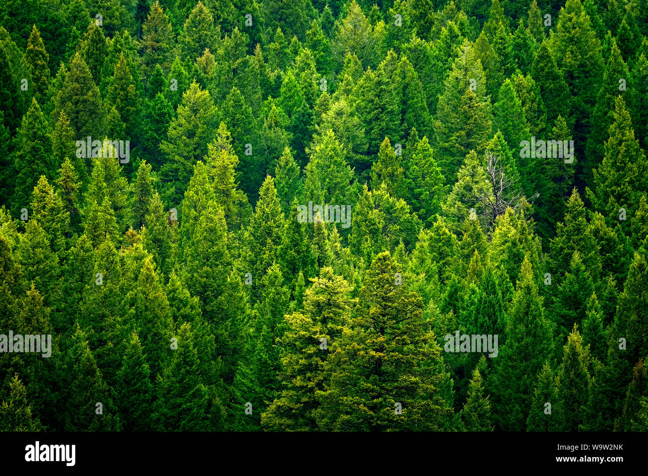 Forest of pine trees in wilderness mountains rugged green Stock Photo ...