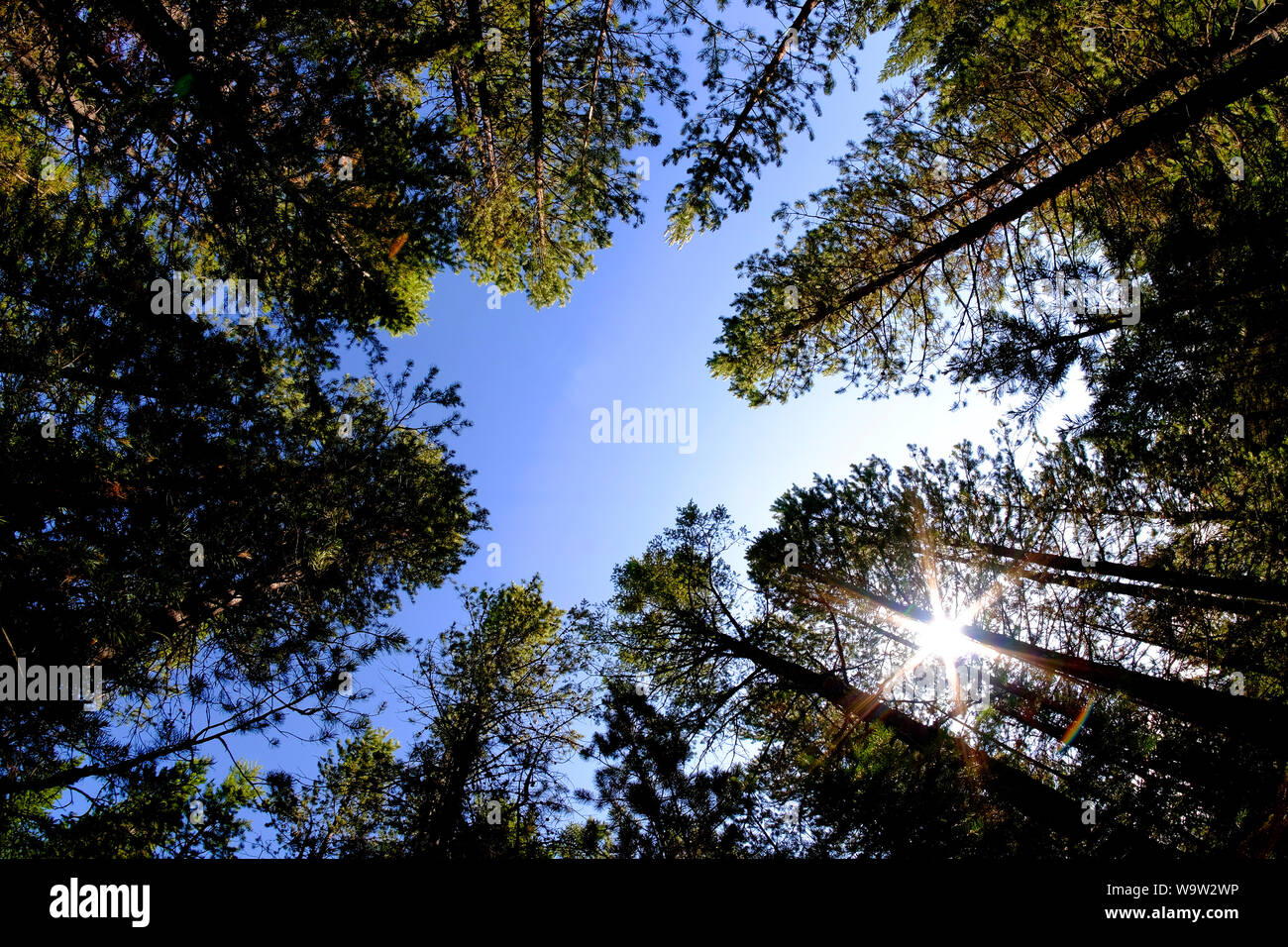 Forest of pine trees wilderness fisheye lens sky and sunstar Stock ...