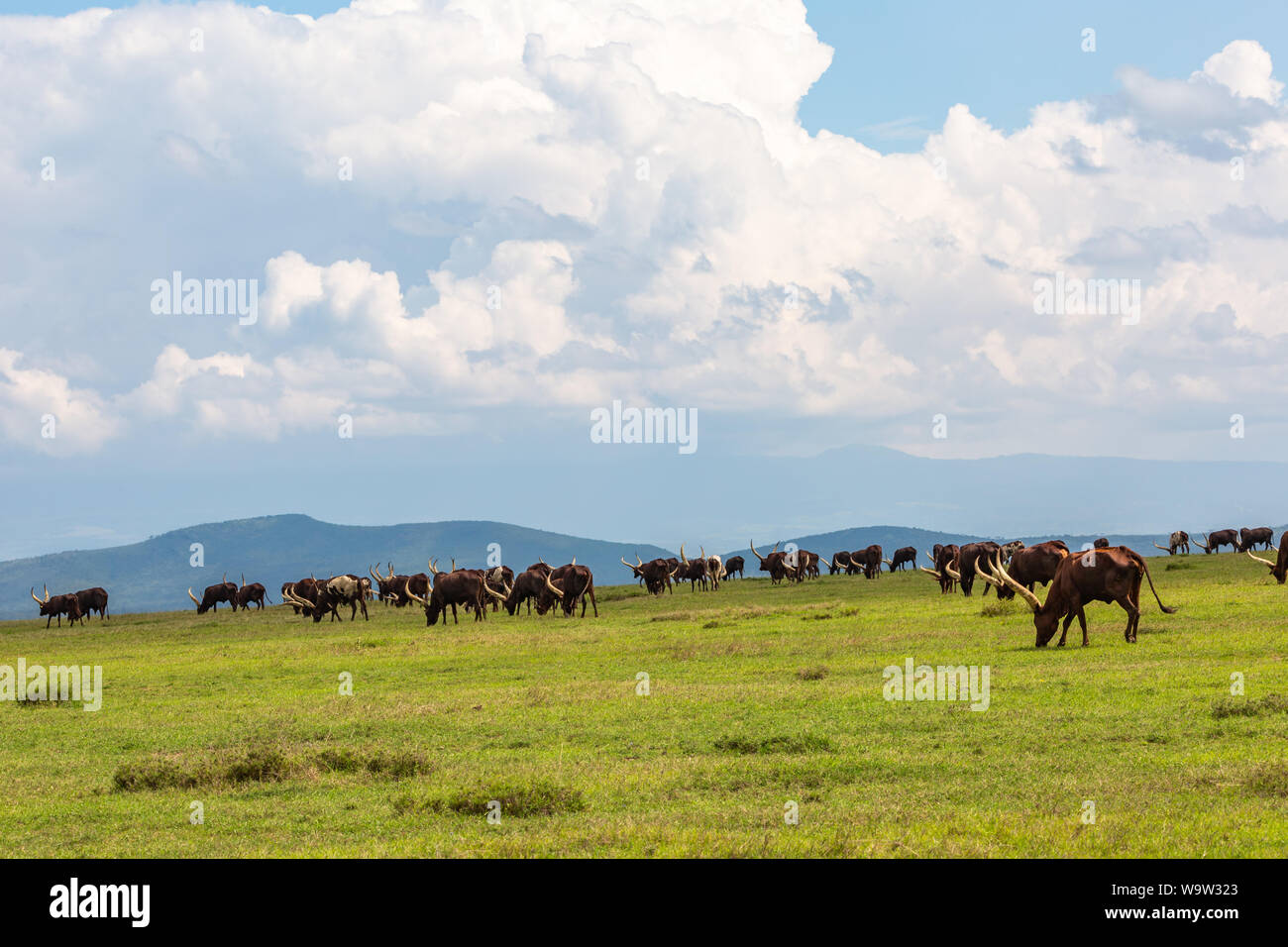 Colour photograph of vast wild Kenyan landscape with Ankole cattle ...