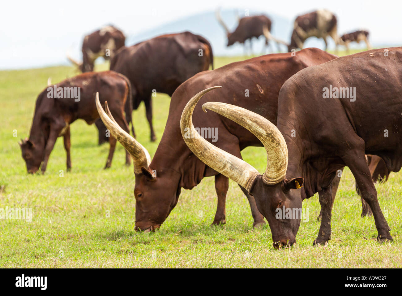 Ankole cattle hi-res stock photography and images - Alamy