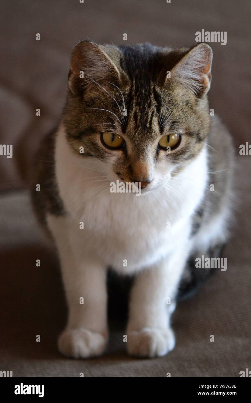 Close up kitty profile hi-res stock photography and images - Alamy