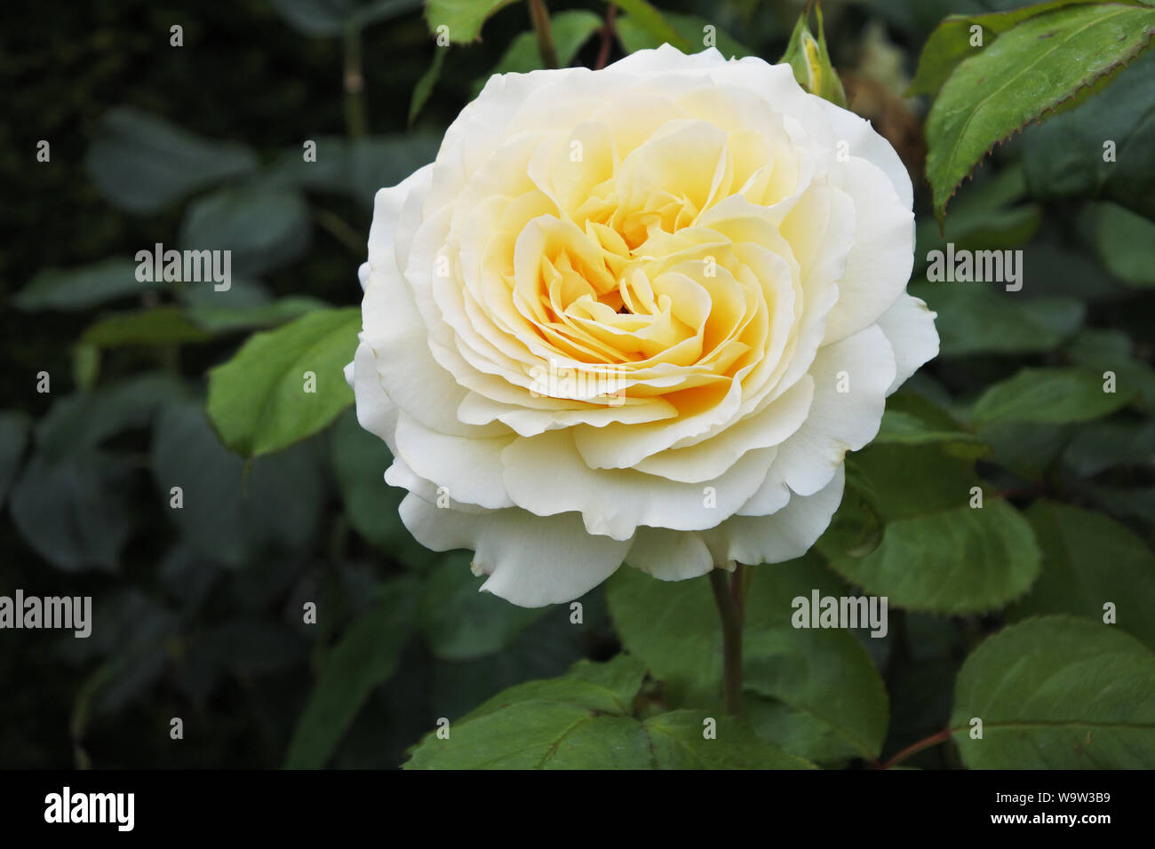 Single roses hi-res stock photography and images - Alamy