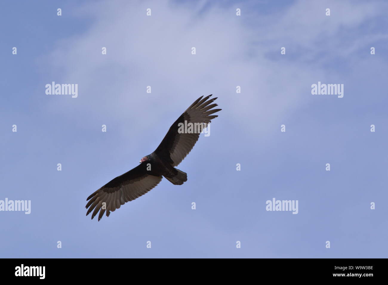 Buzzard flying hi-res stock photography and images - Alamy