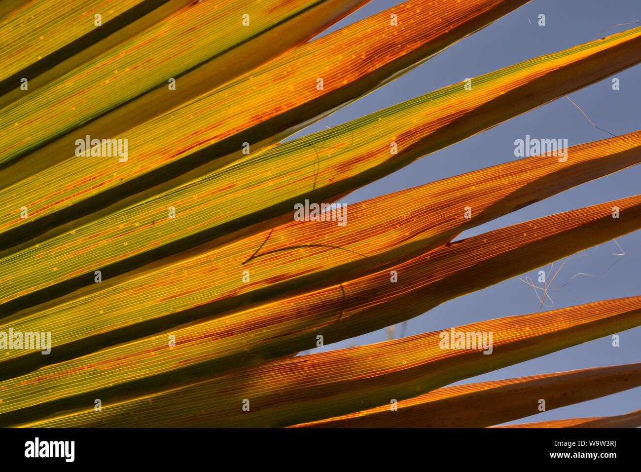 Vibrant close up palm trees hi-res stock photography and images - Alamy
