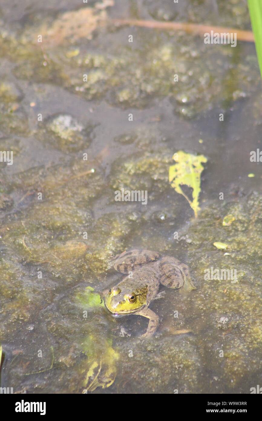 Camouflage frog in water Stock Photo - Alamy