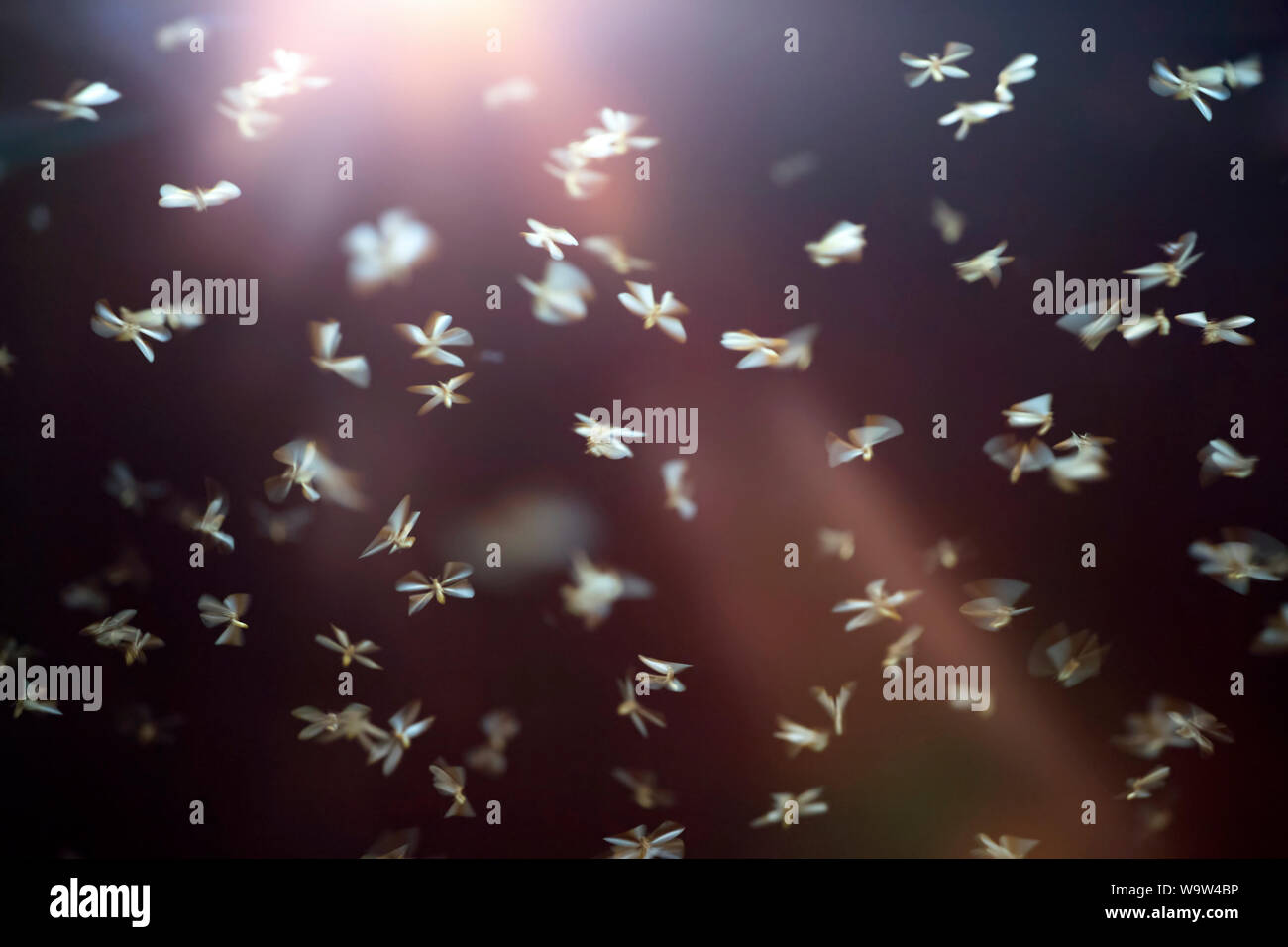 Abstract, creative motion blur background of flying insects in the ...