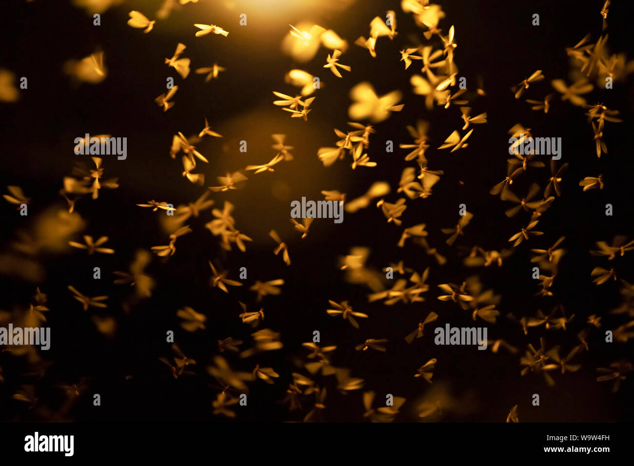 Abstract, creative motion blur background of flying insects in the ...