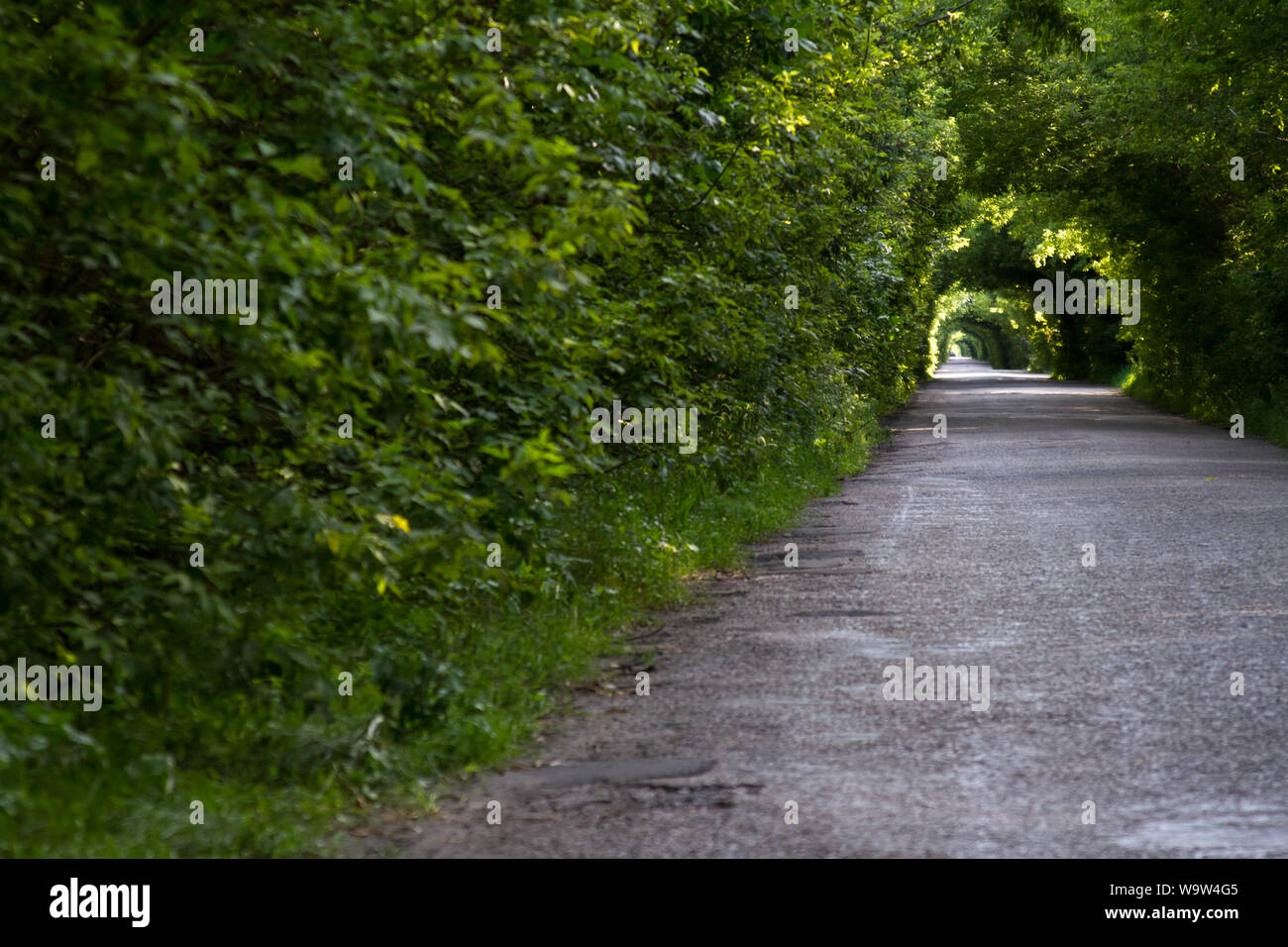 Asphalt road among a forest, tree branches converge above the road ...
