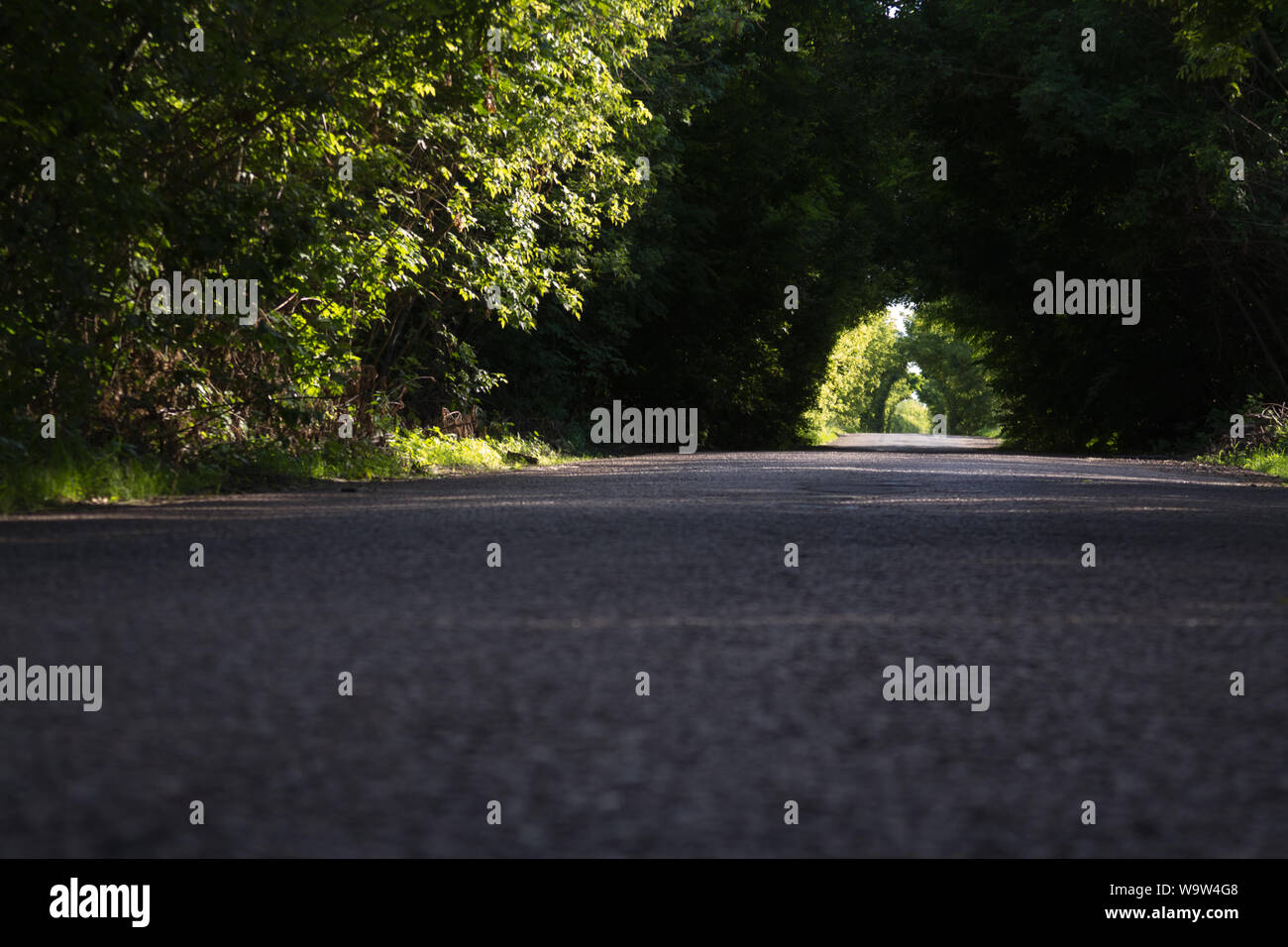 Asphalt road among a forest, tree branches converge above the road ...