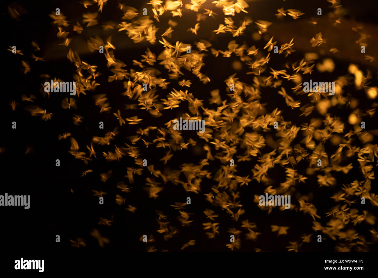 Abstract, creative motion blur background of flying insects in the ...