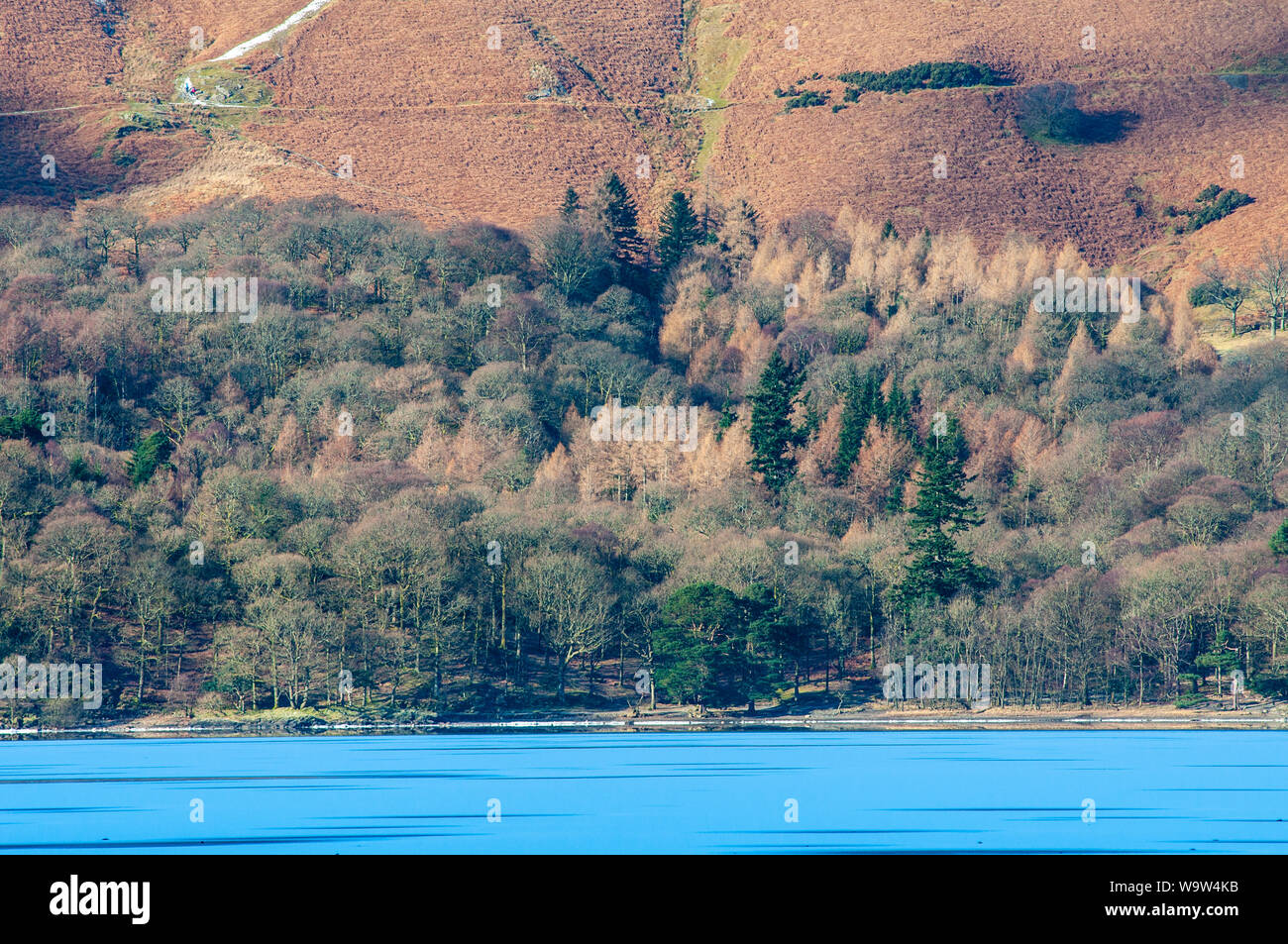 Winter sun shines on woodland on the slopes of Catbells mountain beside ...