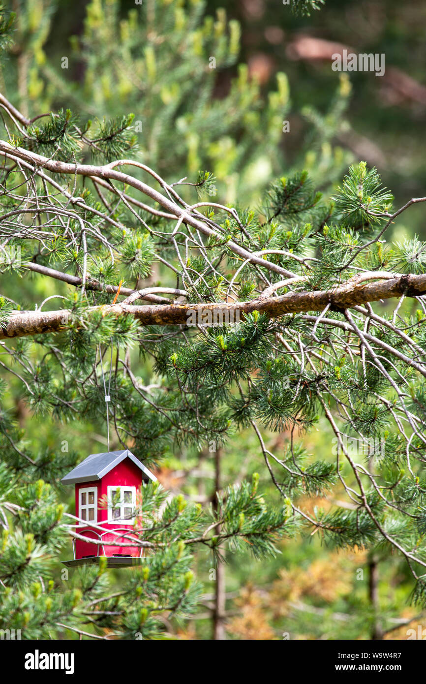 Single colourful bird feeder hanging in Pine tree Stock Photo - Alamy