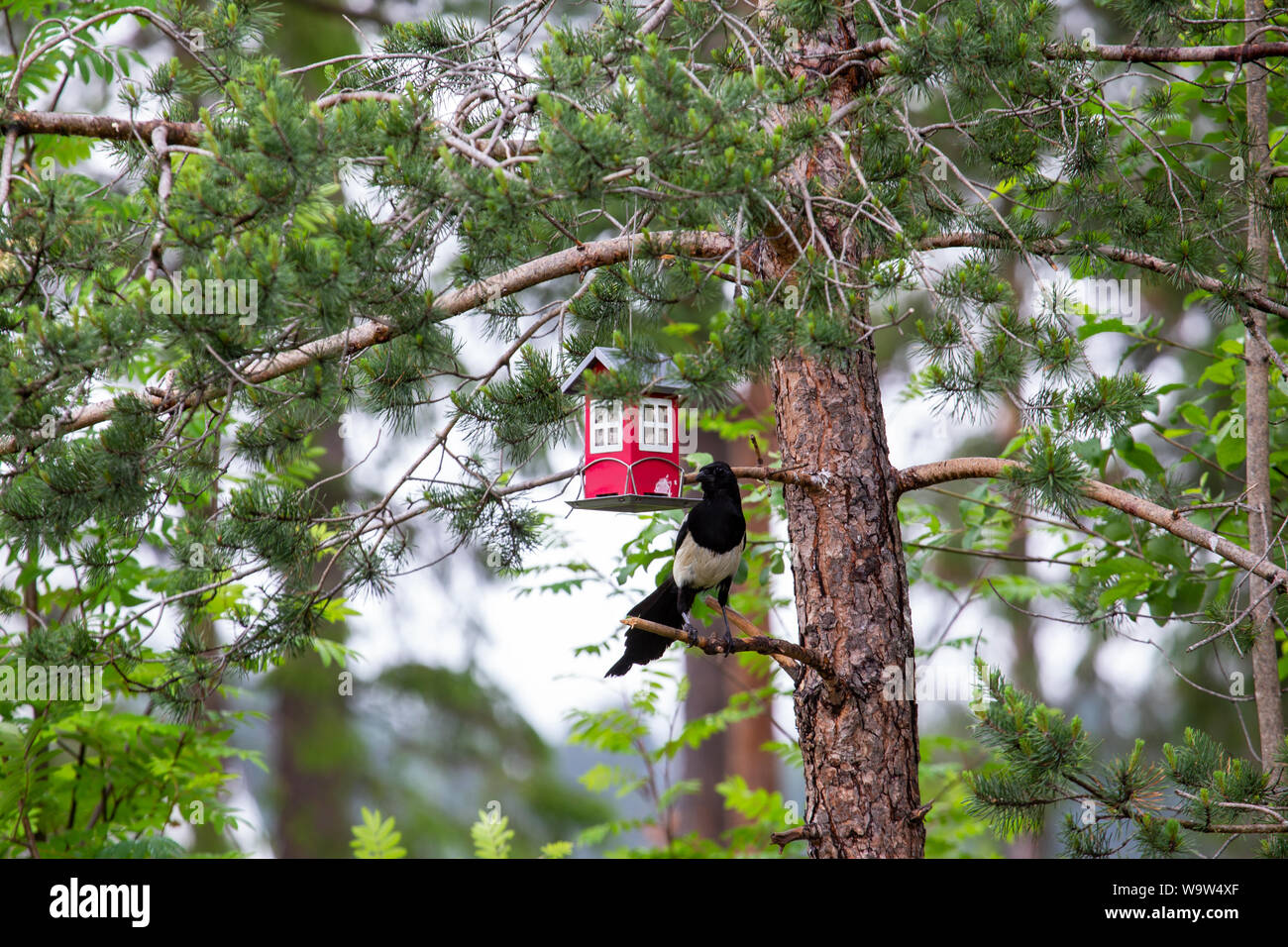 Magpie feeding from bird feeder in a tree Stock Photo - Alamy