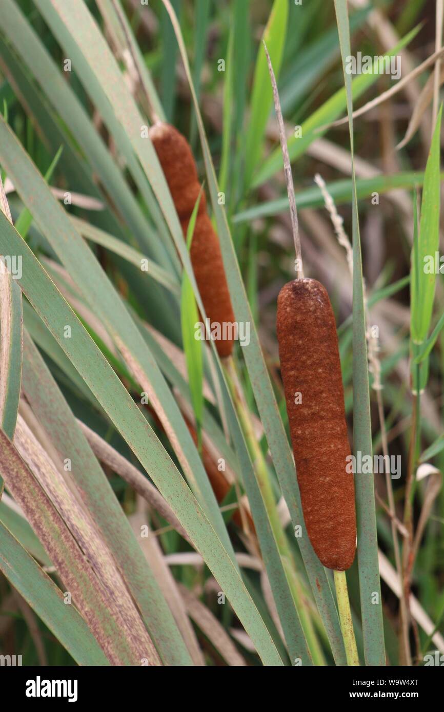 Cat tails plant hi-res stock photography and images - Alamy