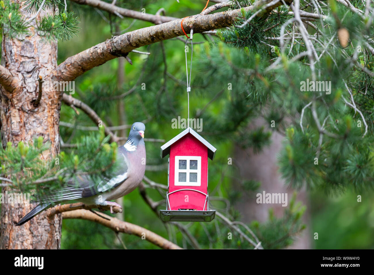 Single tree bird feeder hi-res stock photography and images - Alamy