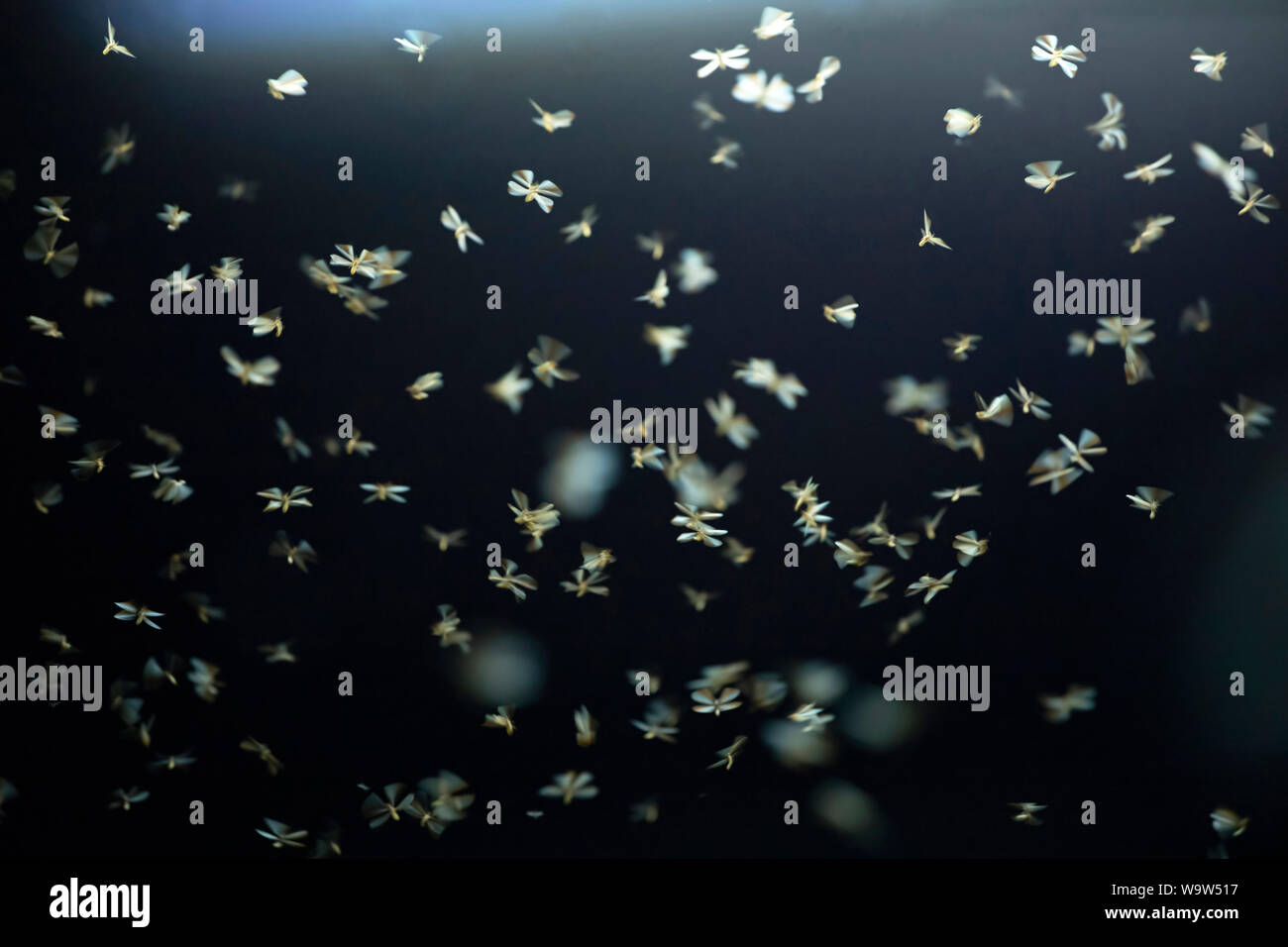 Abstract, creative motion blur background of flying insects in the ...