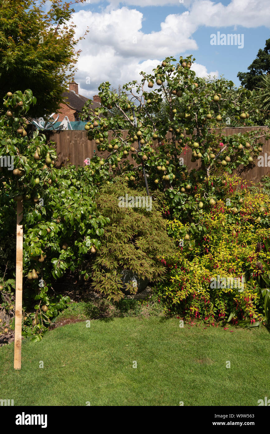 Propping up a fruit tree hi-res stock photography and images - Alamy