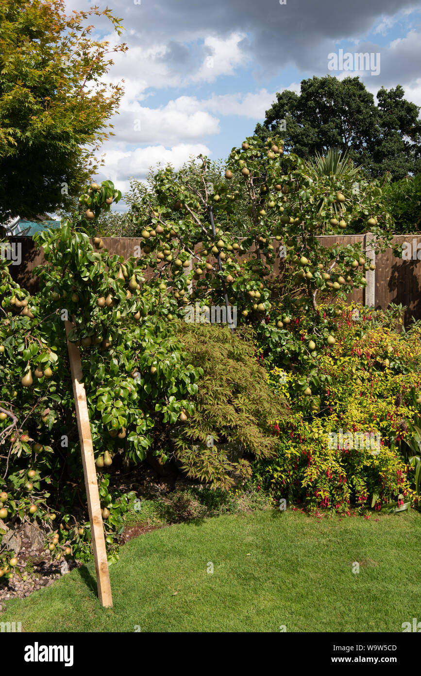 supporting pear trees with heavy fruit crops Stock Photo - Alamy