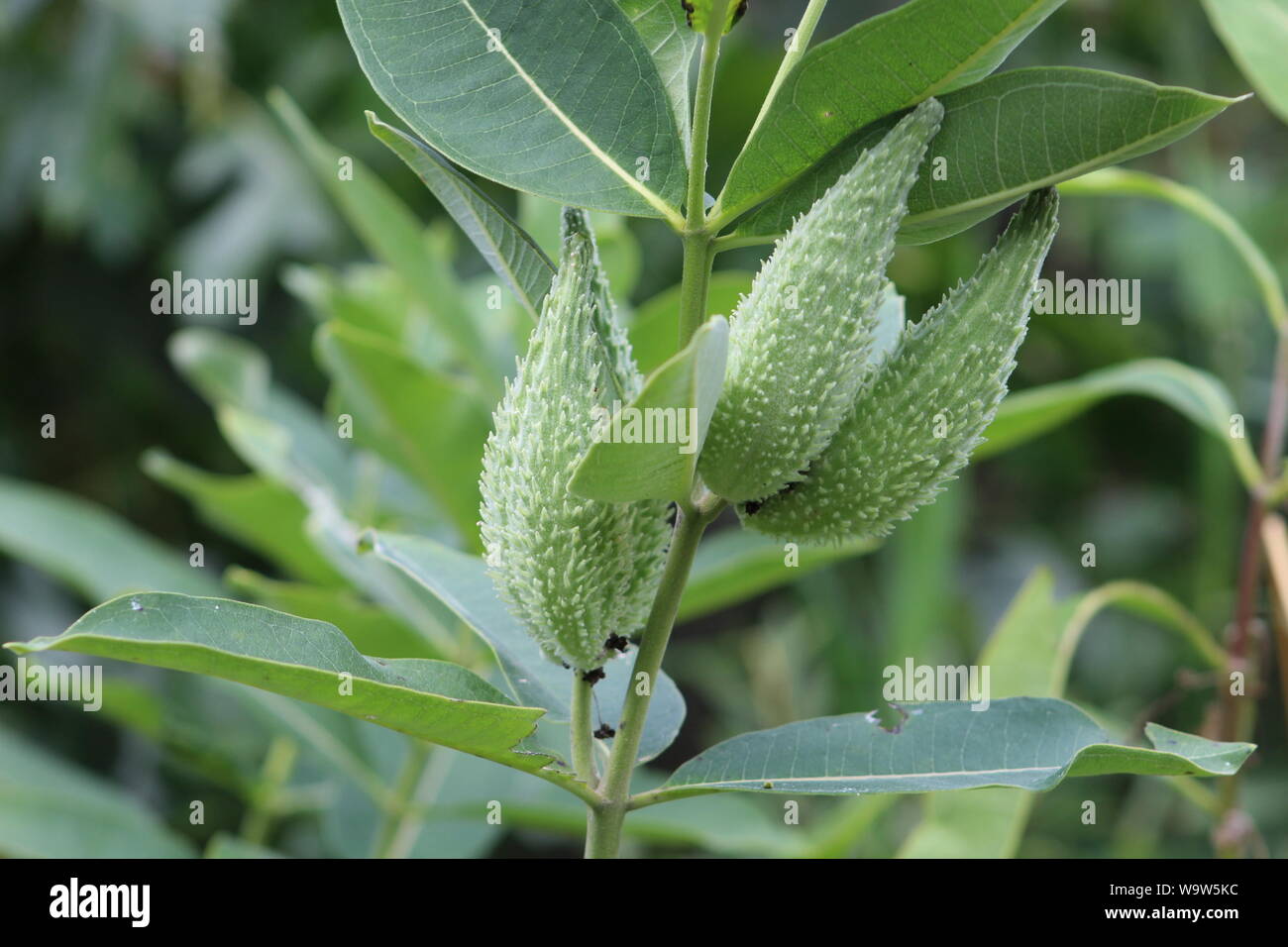 Milkweed pods hi-res stock photography and images - Alamy